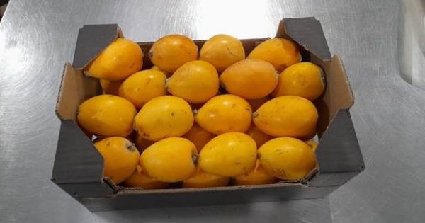 Mispel - die vergessene Frucht - Aktuelles - LANDLINIE